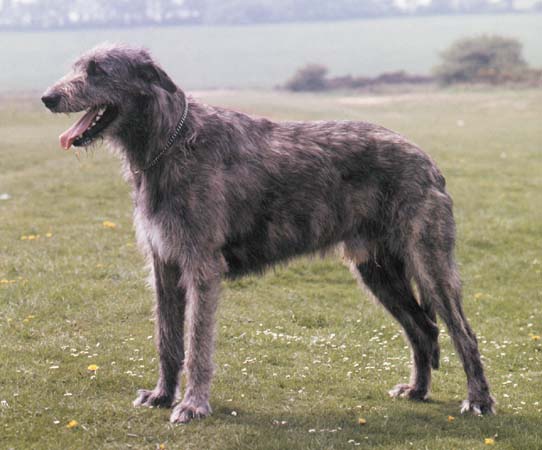 Australia Irish Wolfhound Breeders, Grooming, Dog, Puppies, Reviews ...